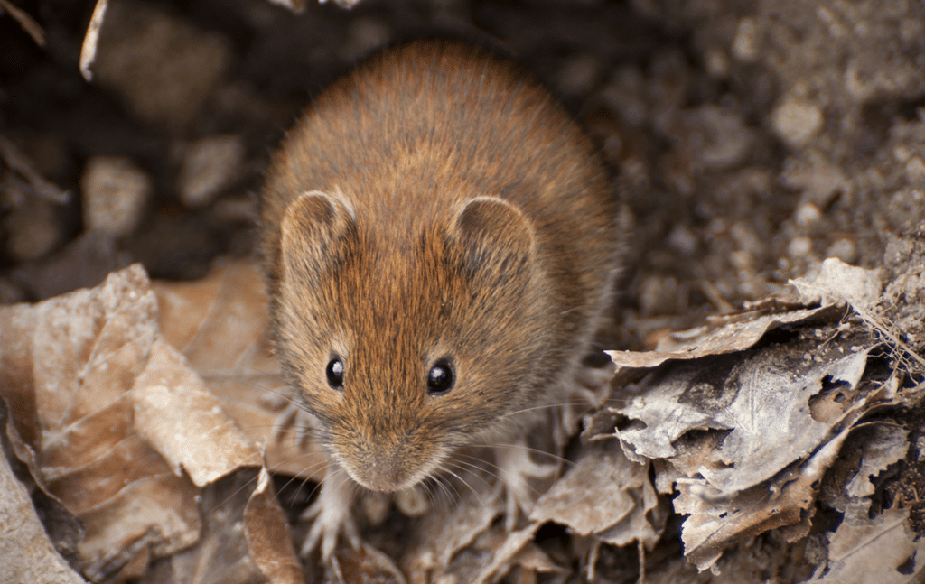 Roditori | Le Specie Presenti in Italia