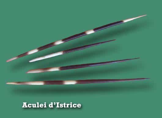 L’Istrice italiano (Hystrix cristata)