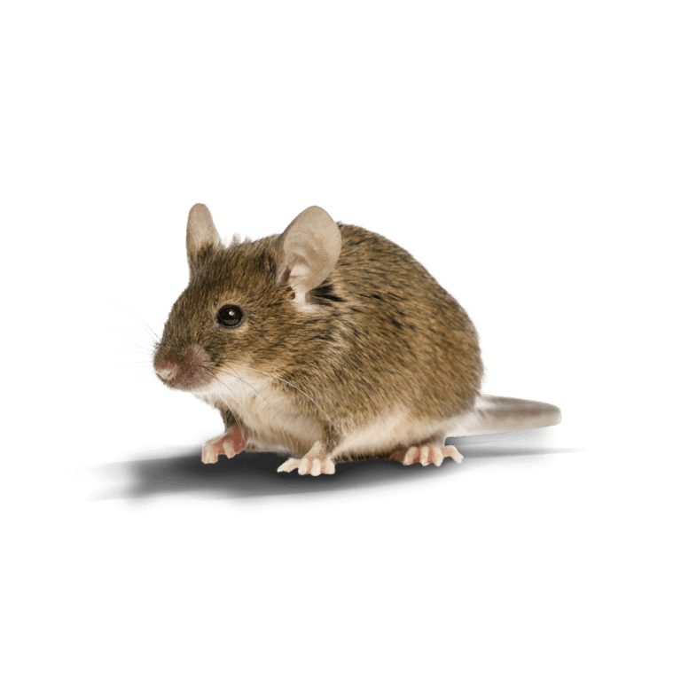 Roditori | Le Specie Presenti in Italia