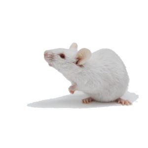 Roditori | Le Specie Presenti in Italia