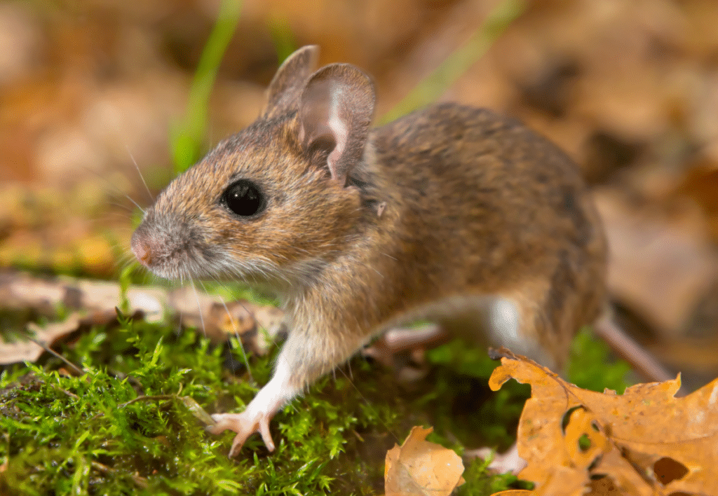 Il Topo Selvatico: L'Opportunista delle Foreste